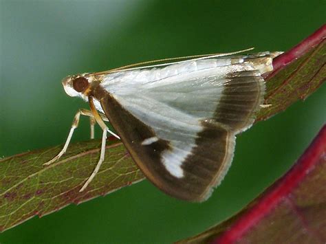 Box Tree Moth Update Deltagard Insecticide Renewed For Use Against Btm