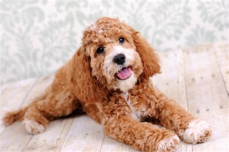 Cockapoo Dog Breed Information And Characteristics