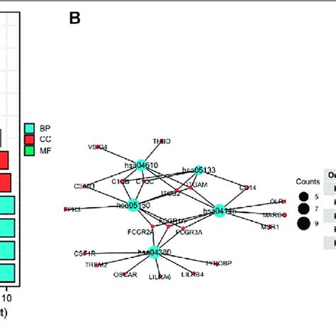 Function And Pathway Enrichment Analysis Of Spp1 In Cervical Cancer Download Scientific