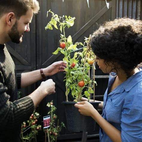 The Permaculture Veggie Patch Nourish Plant Based Living