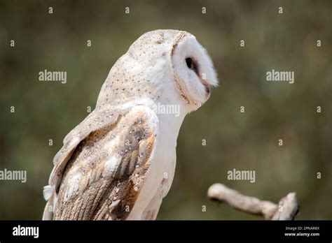 Barn Owls Have A Distinctive Heart Shaped White Face And Dark Eyes