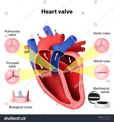 Pulmonary Valve
