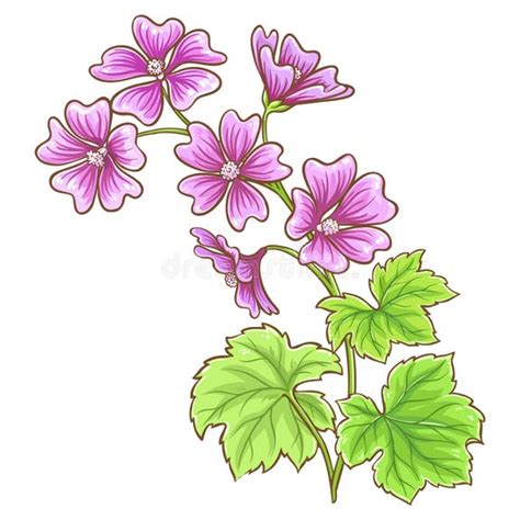 Malva Plant Colored Detailed Illustration Stock Vector Illustration