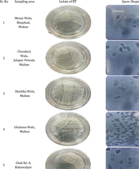 Bacillus Thuringiensis Isolated From Soil Samples Of Multan And