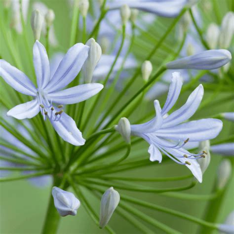 Perennial Plants For Sale Plants Express