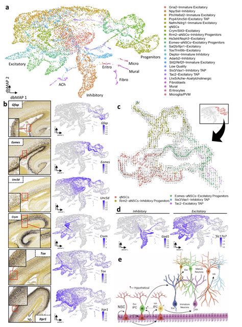 Dbmap Dissects Embryonic Corticogenesis Single Cell Data A Dbmap Download Scientific Diagram