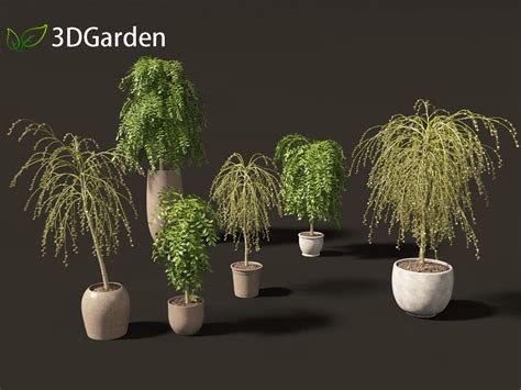 Salix Caprea 01 3d Model By 3dgardenplants