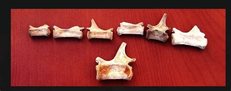 Se Texas Tail Bone Fossil Id The Fossil Forum