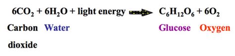 Photosynthesis Flashcards Quizlet