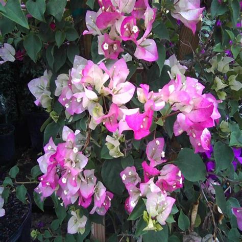 Bougainvillea Imperial Thai Delight Bougainvillea Siteone Us
