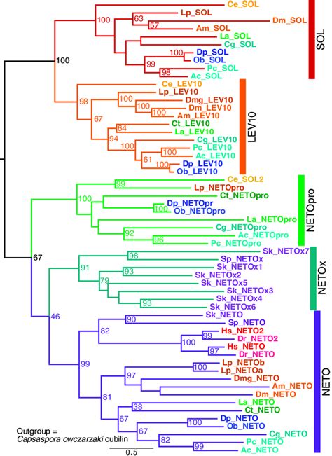 Evolution Of Neto And Related Proteins A Dendrogram From A Raxml Download Scientific Diagram