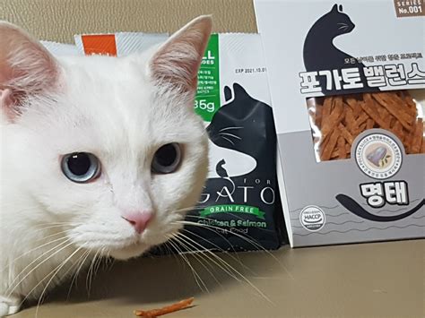 터키쉬 앙고라 쩝이 고양이 책임분양입양완료 강아지파양 고양이파양 유기견무료분양입양 아이조아요양보호소