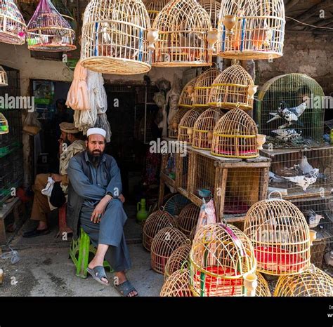 د افغانستان مرغان Birds Of Afghanistan Peshawar