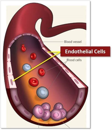 5 Endothelial Cells In A Capillary Download