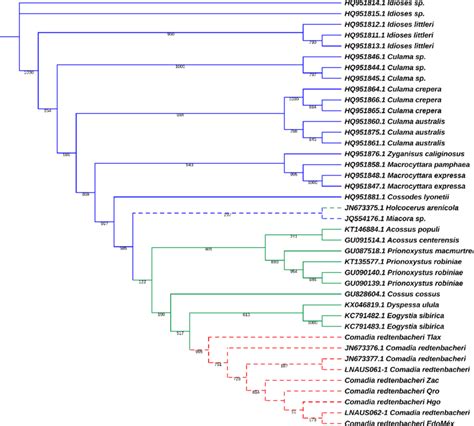 Maximum Likelihood Bootstrap Consensus Tree Based On The Coi Partial Download Scientific