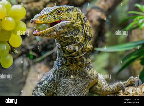 Pilsen Czech Republic 11th Oct 2022 Grays Monitor Varanus