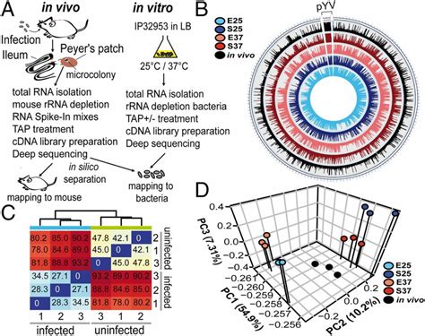 Tissue Dual Rna Sequencing Allows Simultaneous Transcript Profiling Of A Pathogen And Its