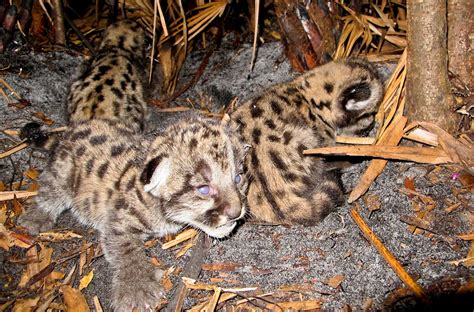 On The Rebound Panthers Prowl Expanding Swath Of Land In Florida Npr