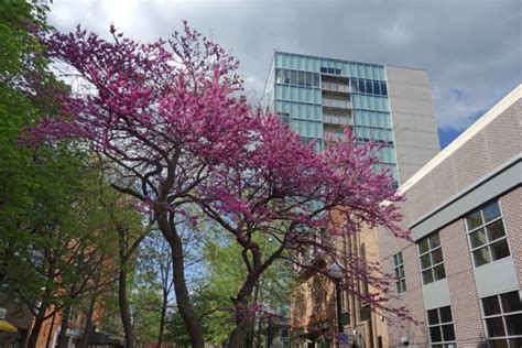 8 Common Types Of Oak Trees In Iowa ProGardenTips