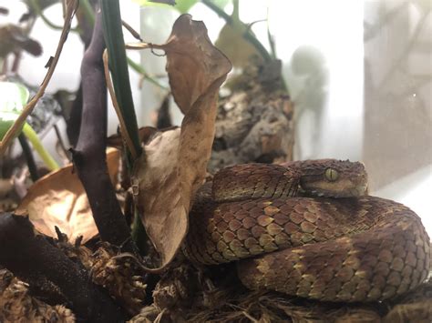 Variable Bush Viper Rsnakes