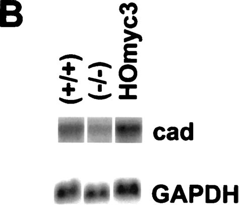 C Myc Null Cells Misregulate Cad And Gadd45 But Not Other Proposed C