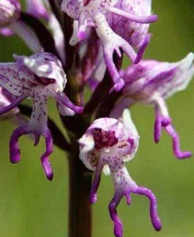 Hoa Lan Hình Người Khỏa Thân