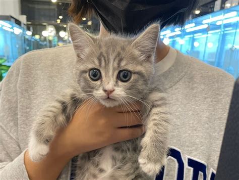 천안두정동고양이분양 브리티쉬숏헤어분양후기 ♥ 분양후기