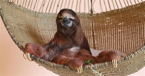 this sloth is sitting all chill in the chair and he is amazing and i