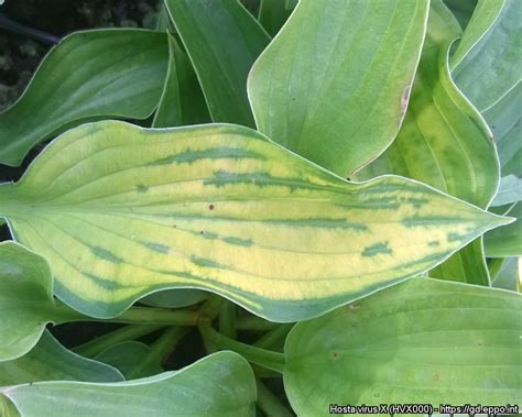 Potexvirus Ecshostae Hvx000 [photos] Eppo Global Database