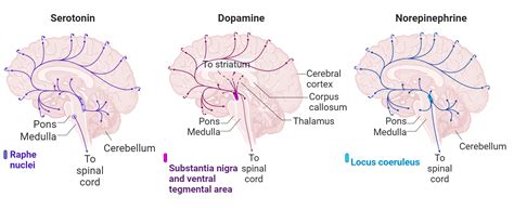 115 Sex Differences In Brain Circuits And Susceptibility To