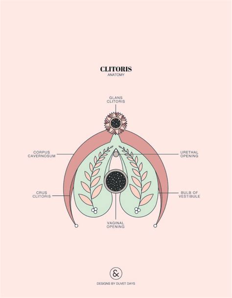 Female Anatomy Womens Mysteries