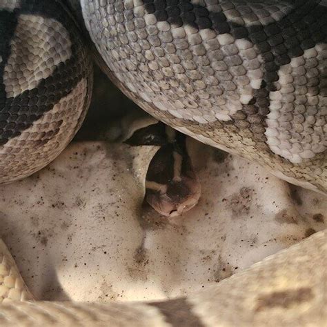 First Time Doing Maternal Incubation Ball Pythons Morphmarket Reptile Community
