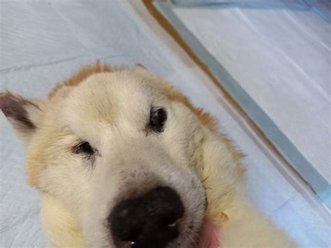 昨日の虎哲パパとお買い物 柴犬虎哲の部屋