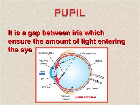 Human Eye Class 10 Ppt