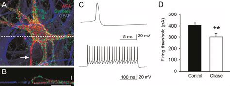 Laser Scanning Three Dimensional Reconstruction Of A Perineuronal Net Download Scientific