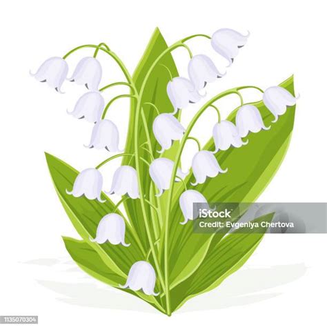계곡의 백합 섬세 한 꽃의 봄 꽃다발 벡터 일러스트 레이 션 흰 꽃 봉 오리 숲 꽃 블루 벨 녹색 줄기와 흰색 배경에 고립 된