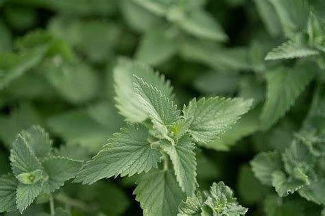 Catnip Seeds The Plant Good Seed Company