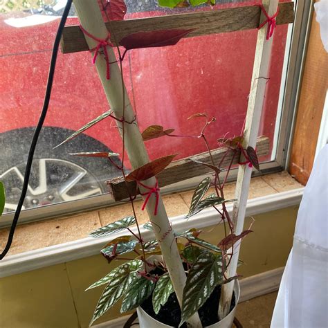 Best Soil For Rex Begonia Vine