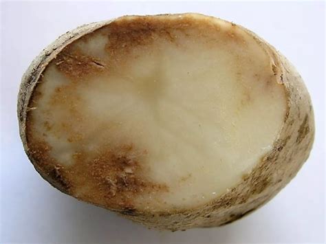 Late Blight Of Potato Ppt