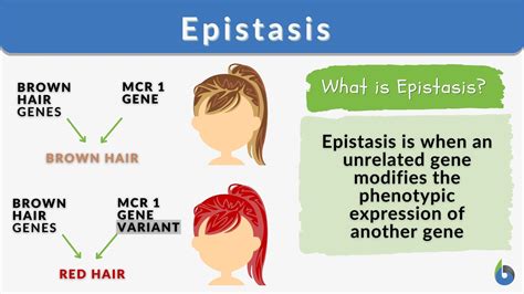 Epistasis Definition And Examples Biology Online Dictionary