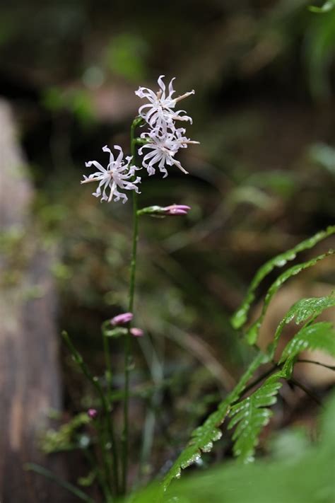 三河のエンシュウハグマ 野山に遊ぶ