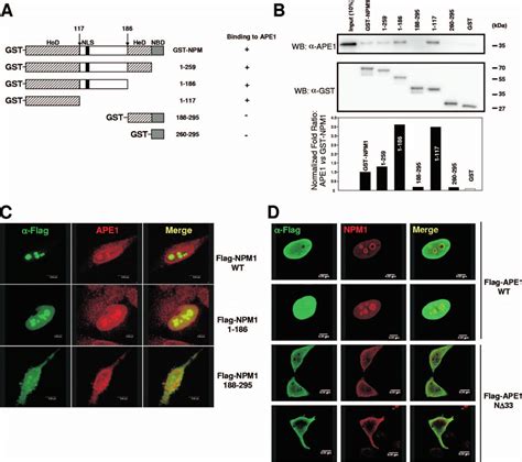 Mapping Of The Ape1 Interacting Domain In Npm1 Interaction Between