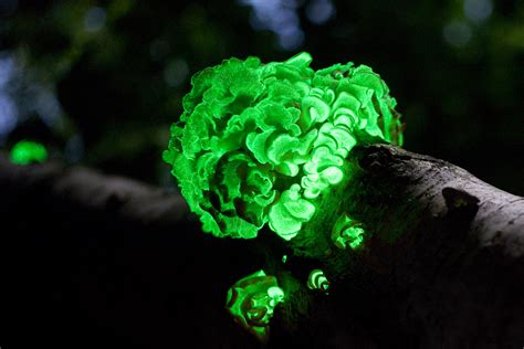 Reducing Light Pollution By Planting Glowing Trees — The Conscious Club