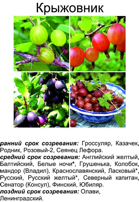 Крыжовник Северный капитан: описание и особенности сорта, посадка и ...