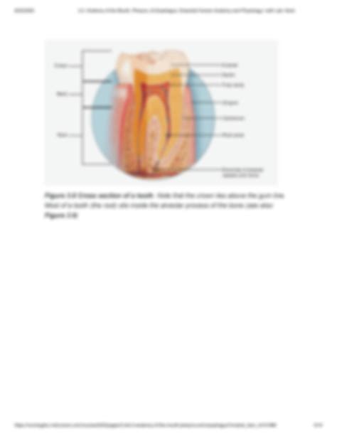 The Mouth Pharynx And Esophagus Anatomy And Physiology Ii