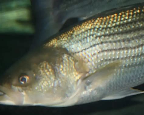 Striped Bass Facts Diet Habitat And Pictures On Animaliabio