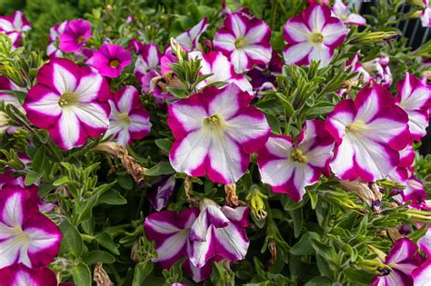 분홍색과 흰색 피튜니아 꽃 무리 녹색 잎과 줄기가 만개합니다 분홍색 가장자리가 있는 흰색 센터 흐릿한 녹색 잎 배경 일광 0명에 대한 스톡 사진 및 기타 이미지 Istock