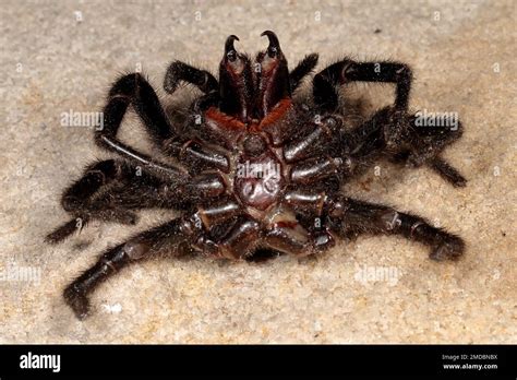 Funnel Web Spider Us 2025 Release Date Sara R Rolleston