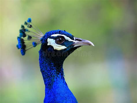 Peacock Close Up Of Peacock Showing Its Beautiful Feathersmale
