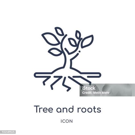 생태 개요 컬렉션에서 선형 트리와 뿌리 아이콘입니다 얇은 라인 트리와 뿌리 벡터 흰색 배경에 고립 나무와 뿌리 유행 그림 뿌리에 대한 스톡 벡터 아트 및 기타 이미지